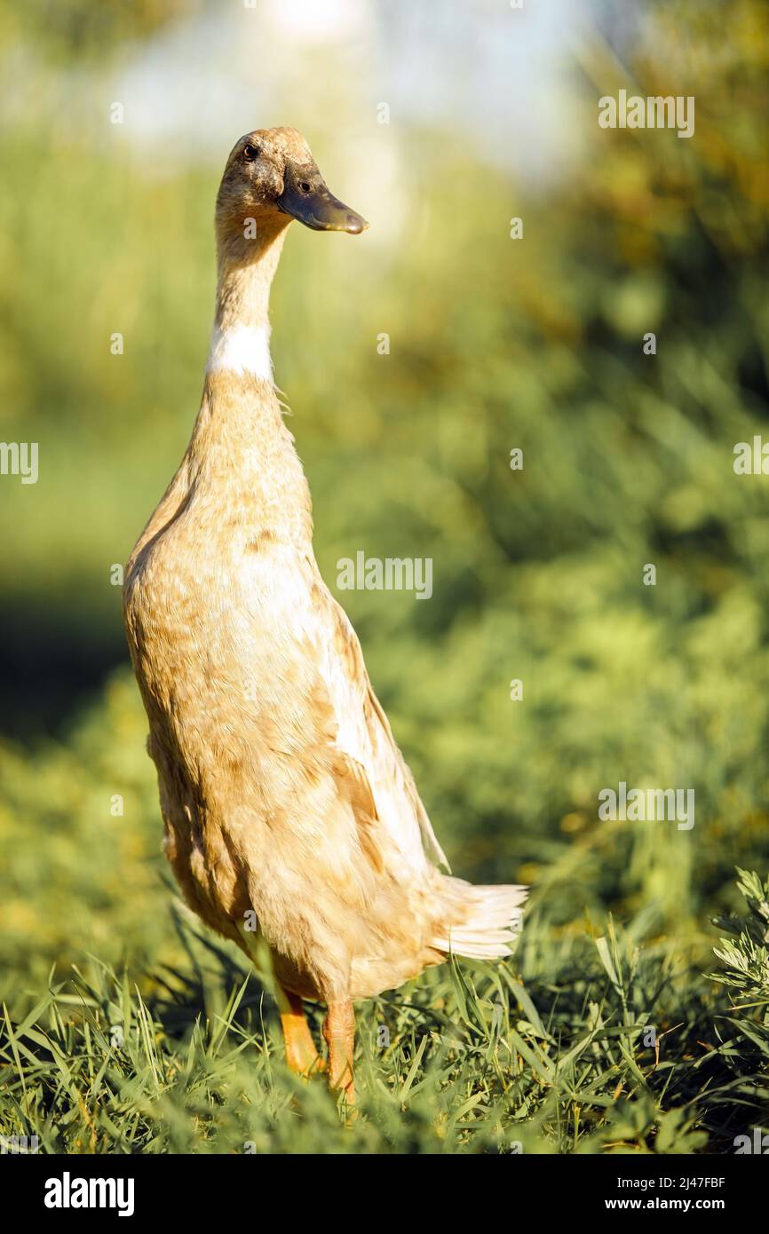 The duck stands stretched and closely monitors the area Stock Photo - Alamy