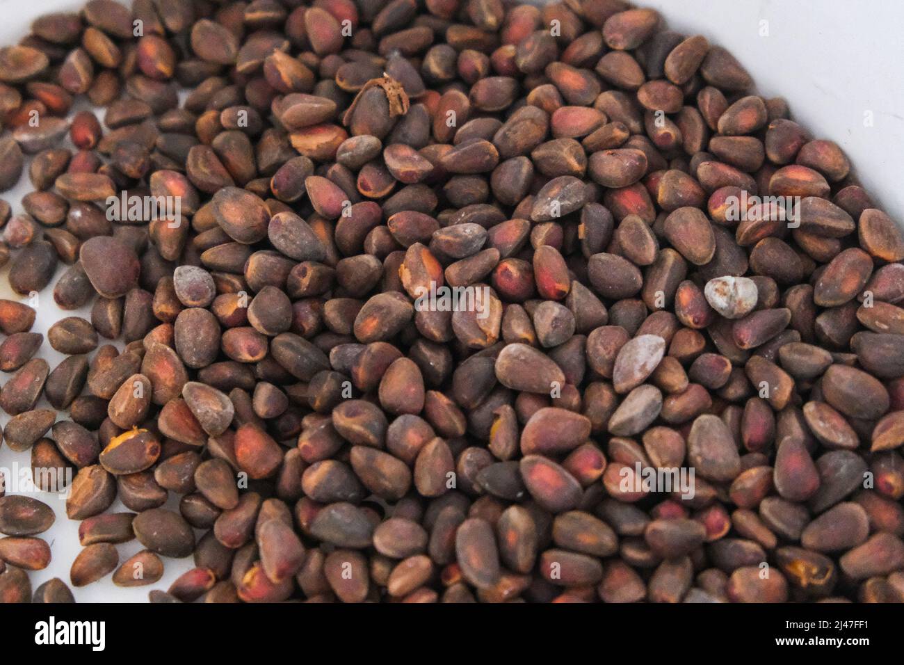 extract a cedar nuts from Siberian pine cones Stock Photo - Alamy