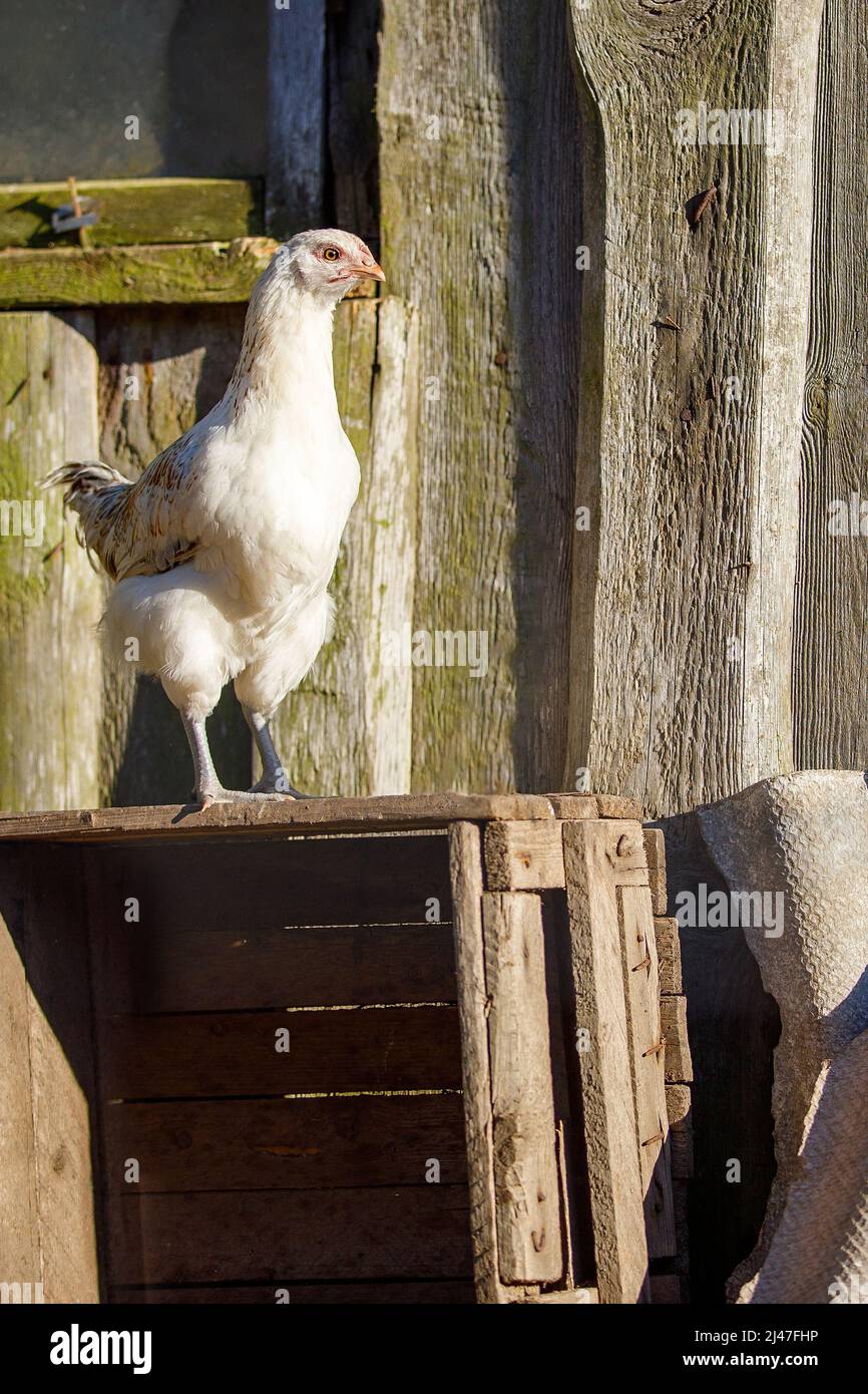 Young white hen stands on a wooden box, and closely monitors the ...