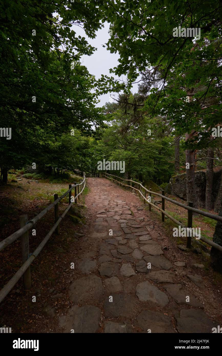 A beautiful stone path next to a pine forest in autumn Stock Photo - Alamy