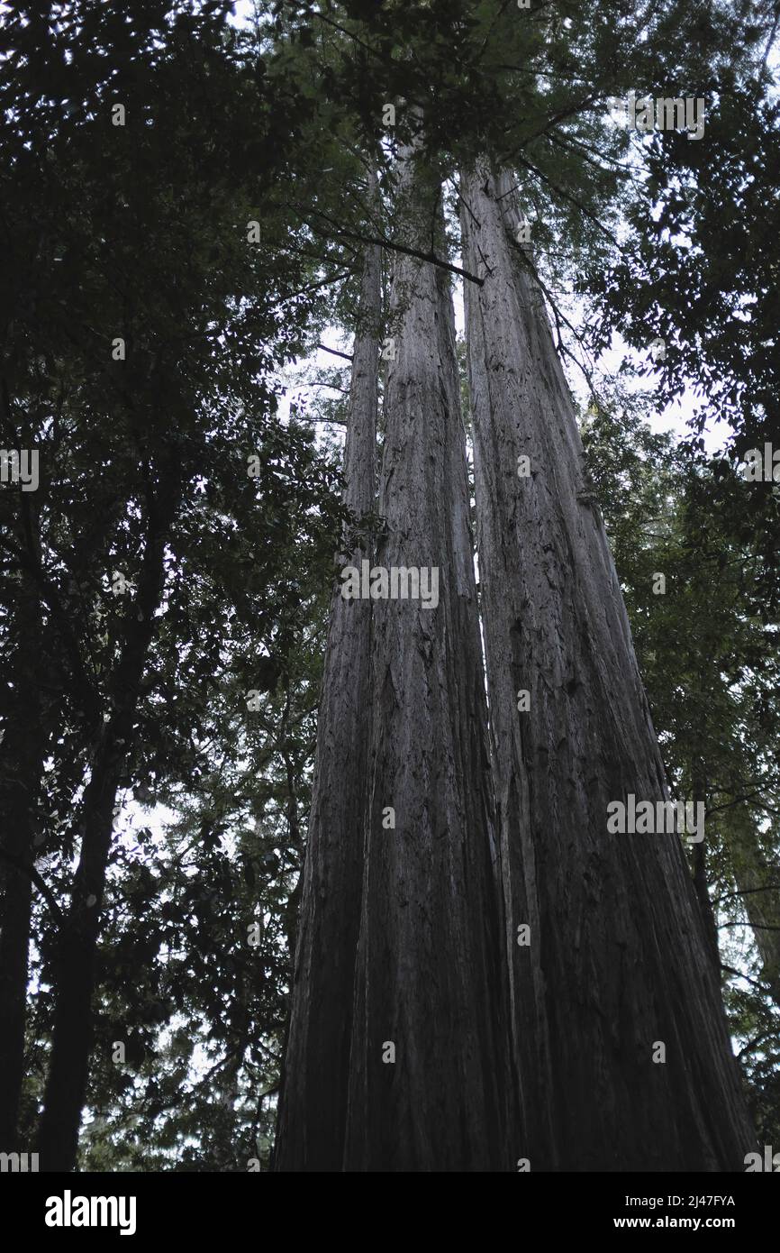 Redwood Trees, Low Angle View, Big Basin Redwoods State Park, Boulder ...