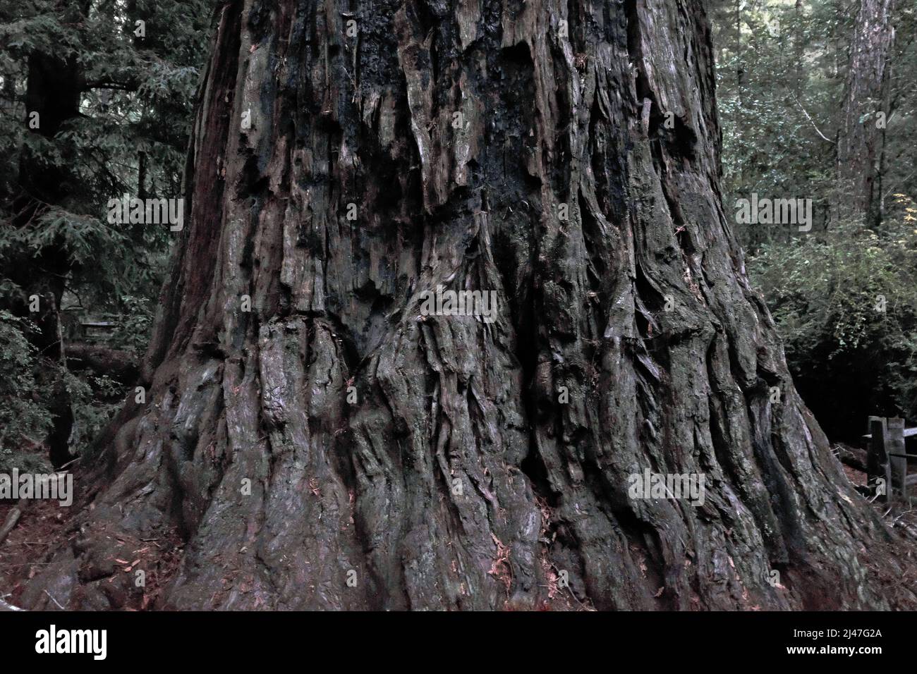 Redwood Tree Trunk, Big Basin Redwoods State Park, Boulder Creek ...