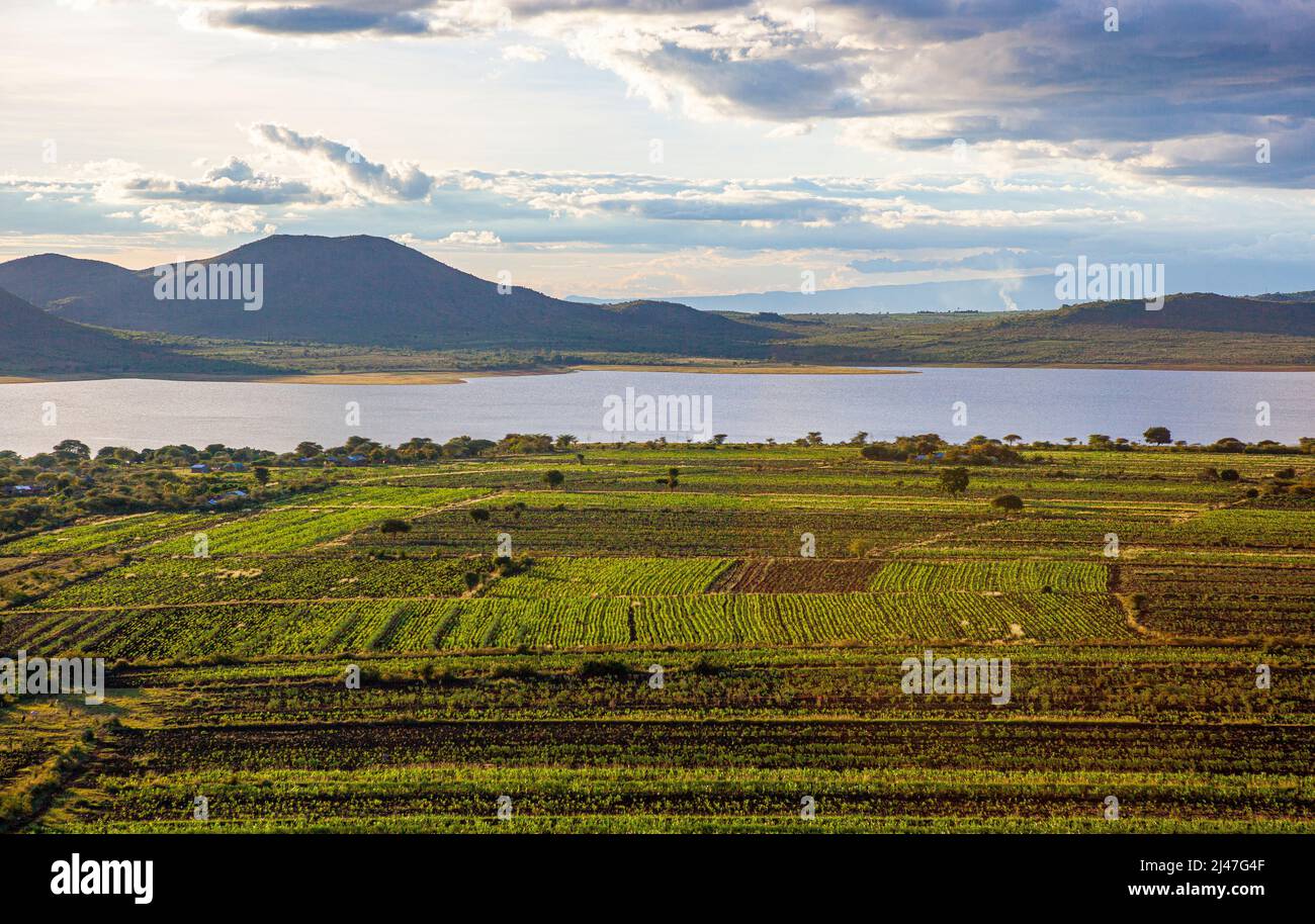 Farming by the river banks of Tana river in Kenya Stock Photo - Alamy