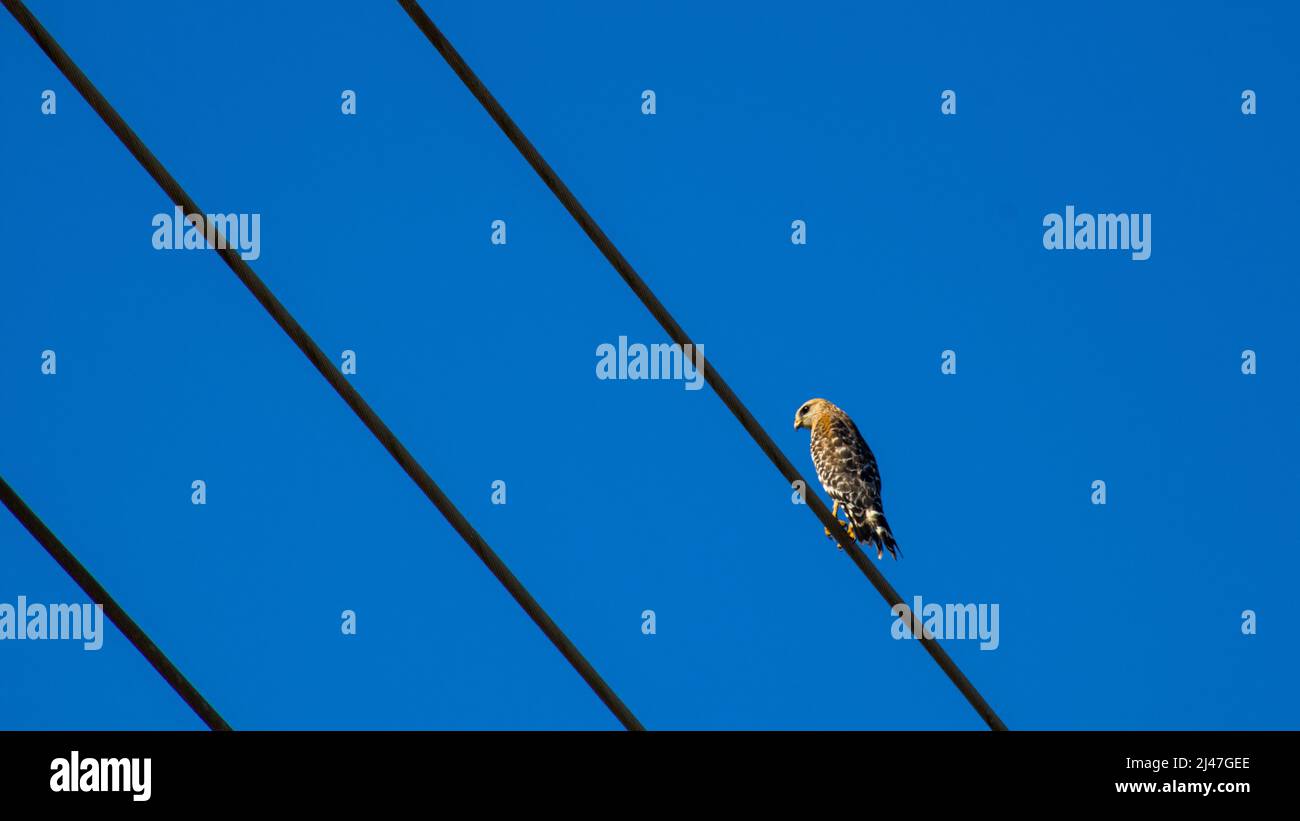 A hawk resting on a power line Stock Photo - Alamy