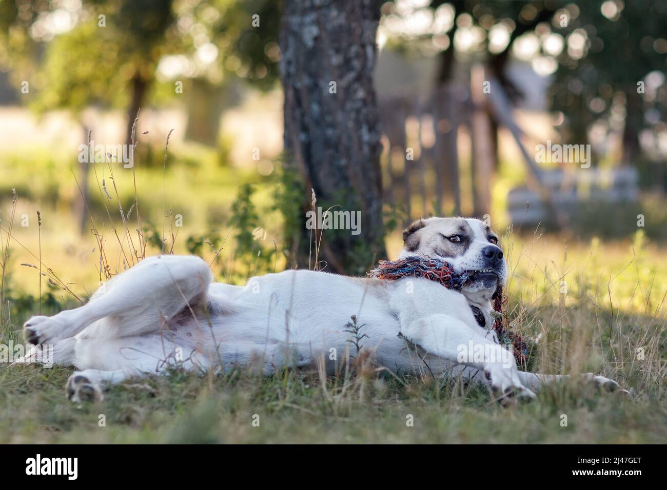 Angry tree hi-res stock photography and images - Alamy