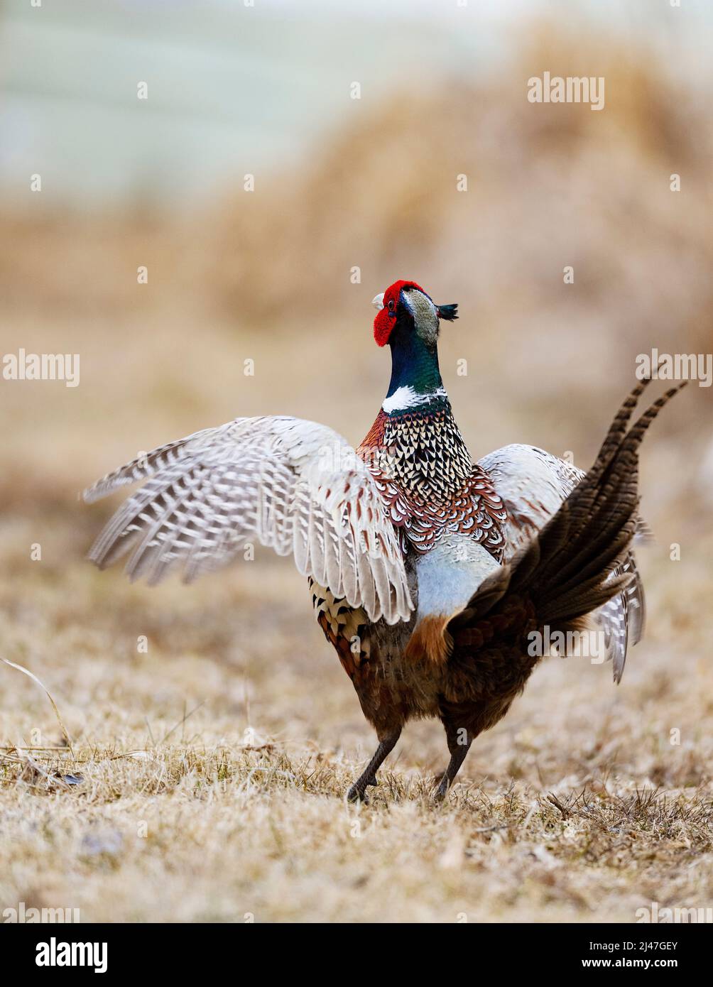 A rooster Pheasant in the spring in South Dakota during the breeding ...