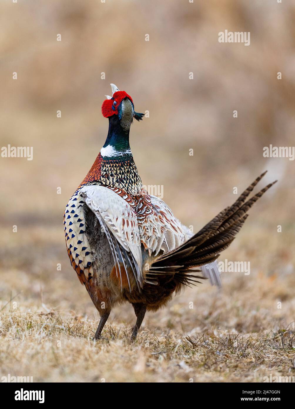 A rooster Pheasant in the spring in South Dakota during the breeding ...