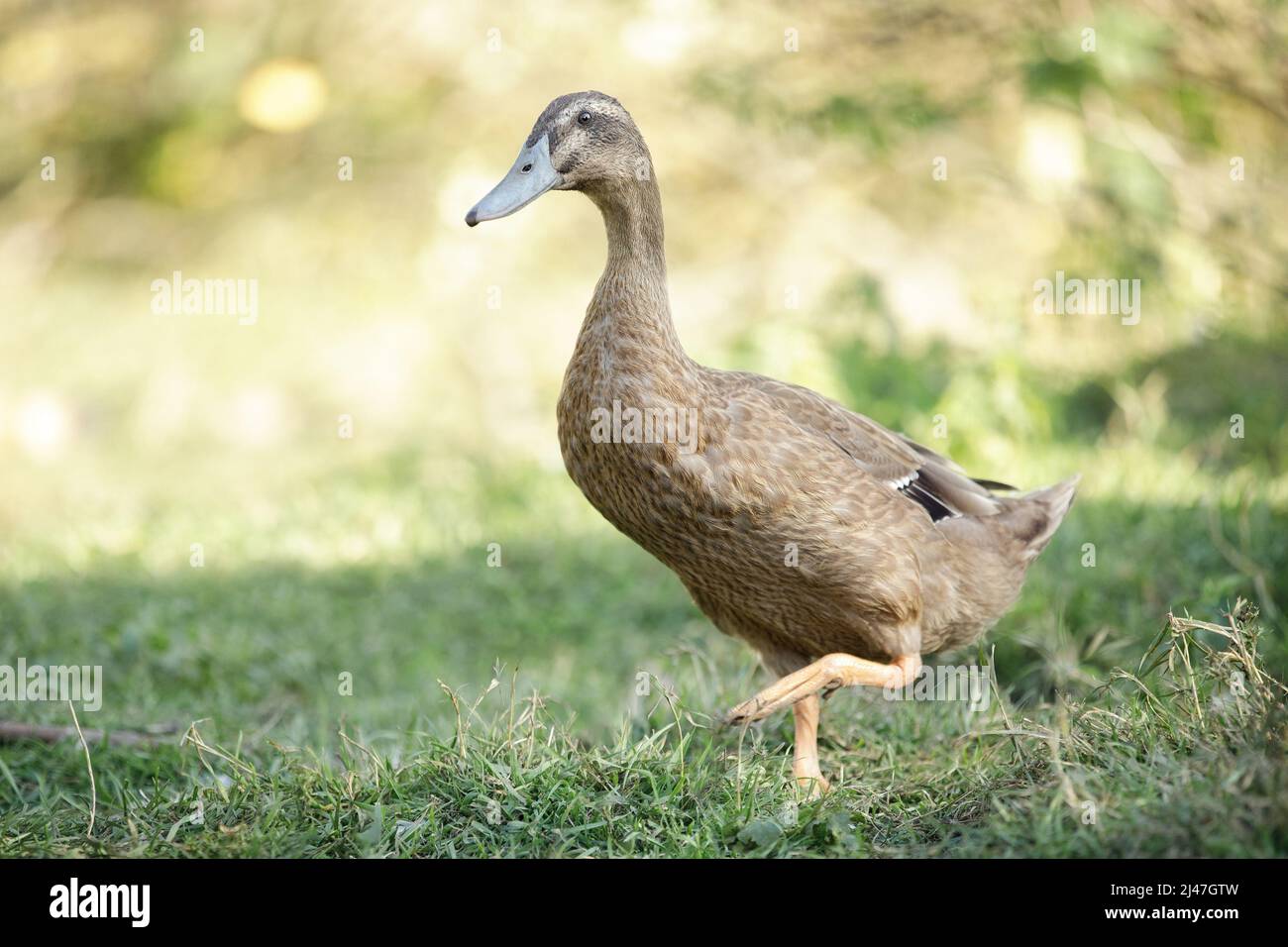 Indian runner duck in a field under the sunlight with a blurry ...