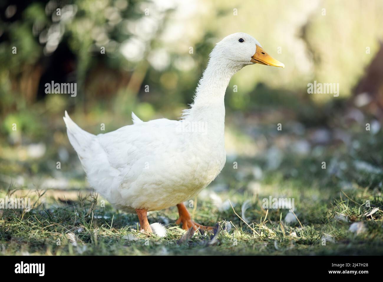 A white goose walks in the village courtyard on a sunny summer day ...