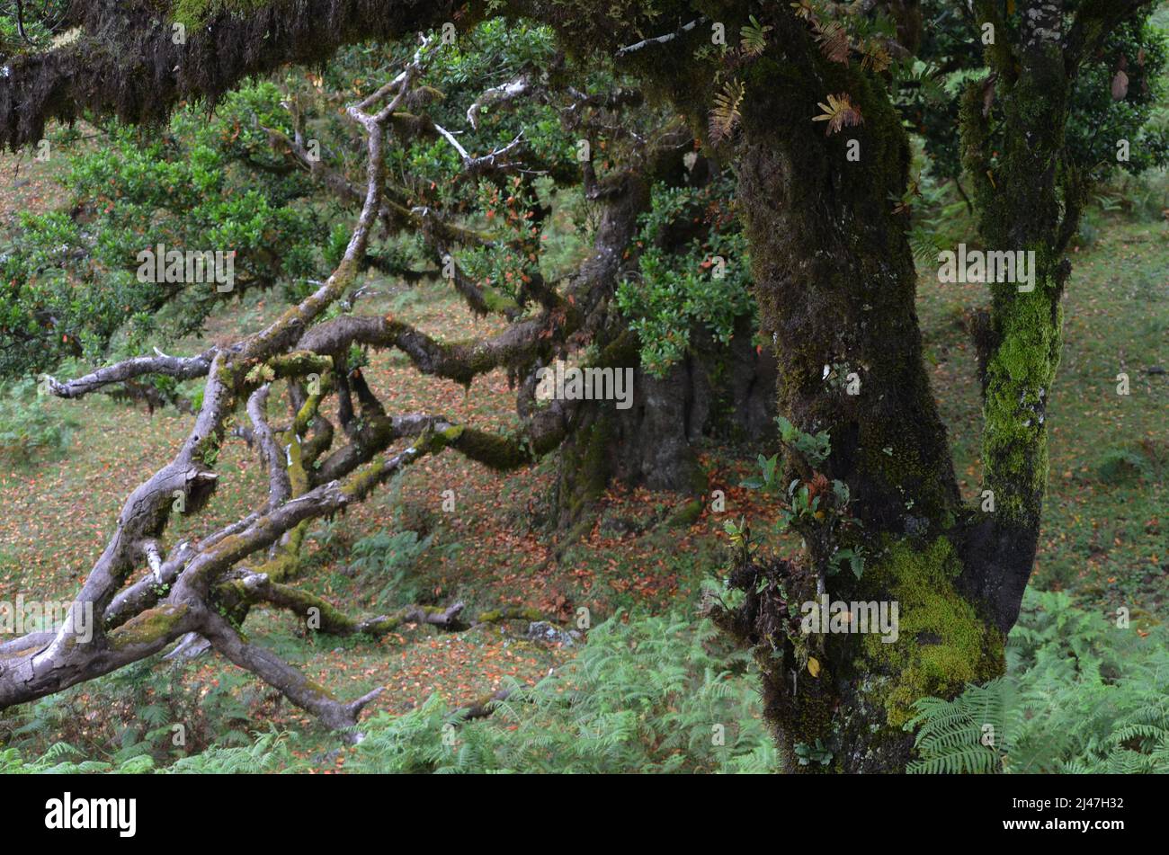 Stinkwood (til) trees in the misty Fanal, an area of ancient laurisilva ...