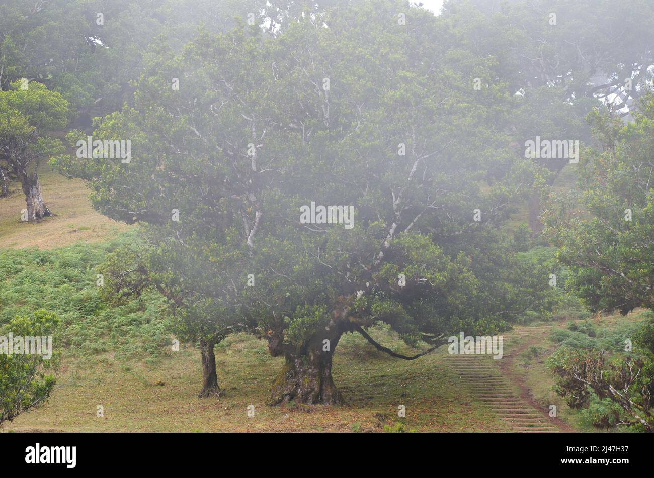 Stinkwood (til) trees in the misty Fanal, an area of ancient laurisilva ...