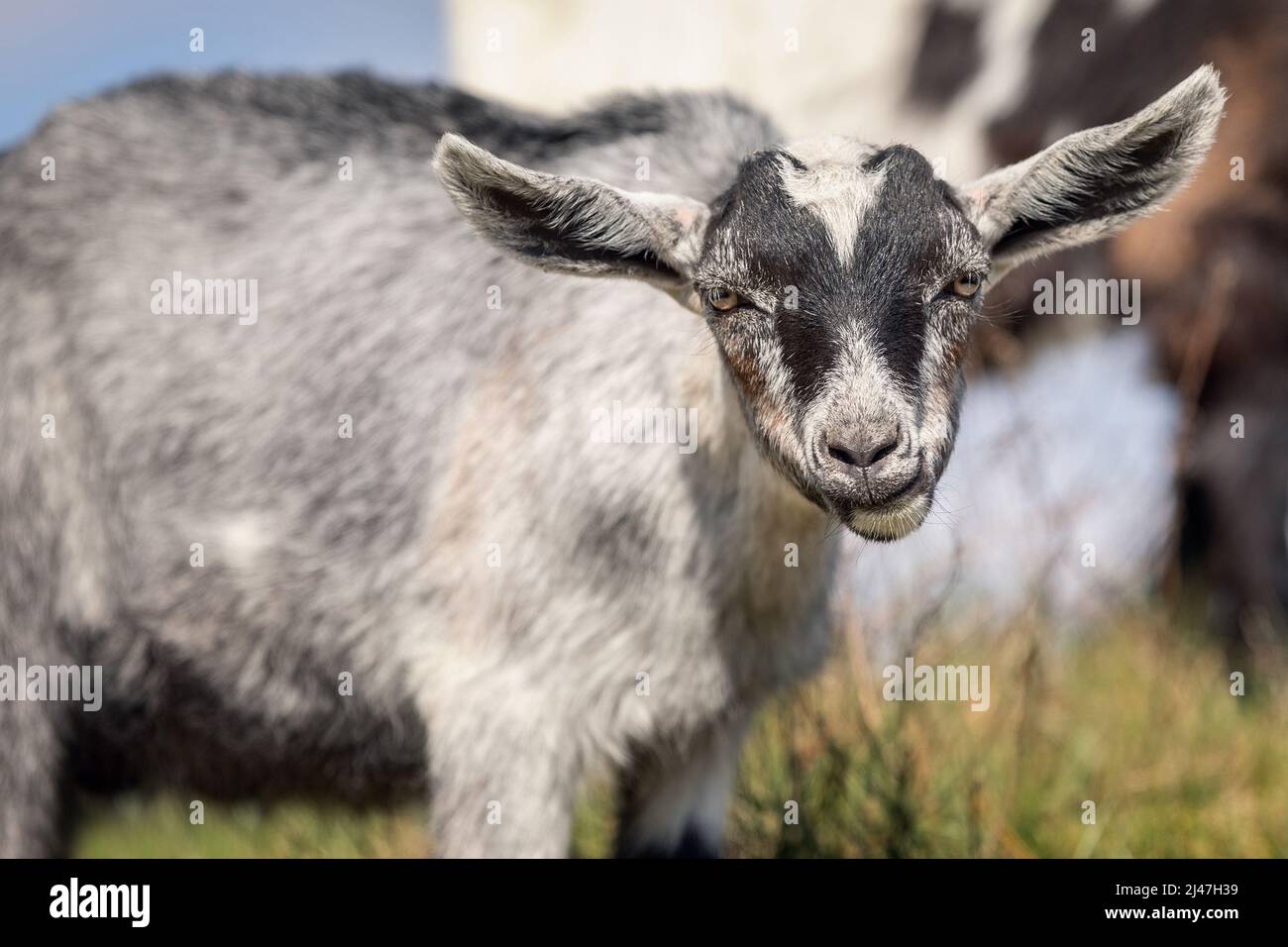 Young goatling makes a smart a questioning look face and watching to ...