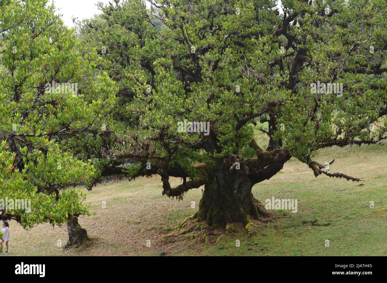 Stinkwood (til) trees in the misty Fanal, an area of ancient laurisilva ...