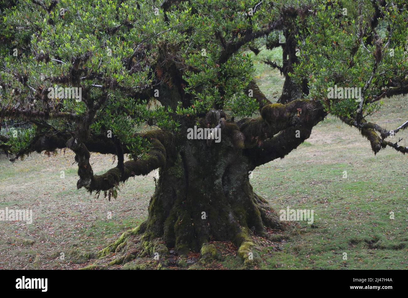 Stinkwood (til) trees in the misty Fanal, an area of ancient laurisilva ...