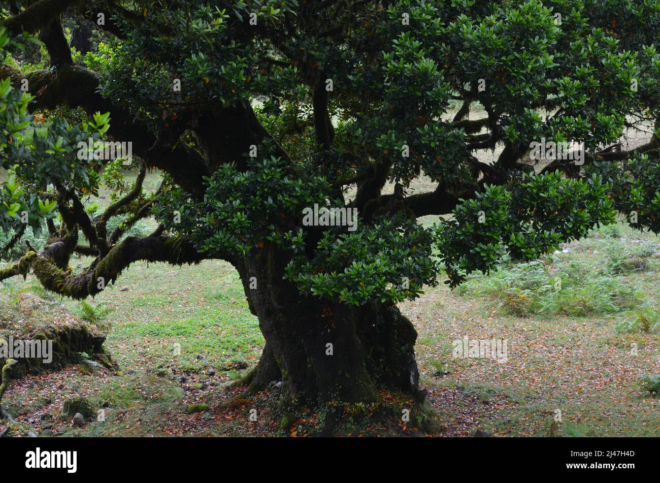 Stinkwood (til) trees in the misty Fanal, an area of ancient laurisilva ...