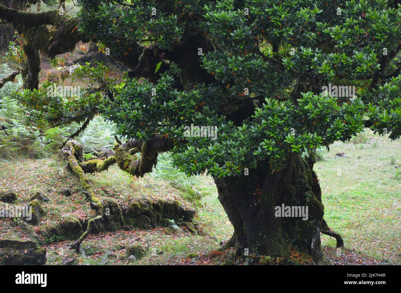 Stinkwood (til) trees in the misty Fanal, an area of ancient laurisilva ...