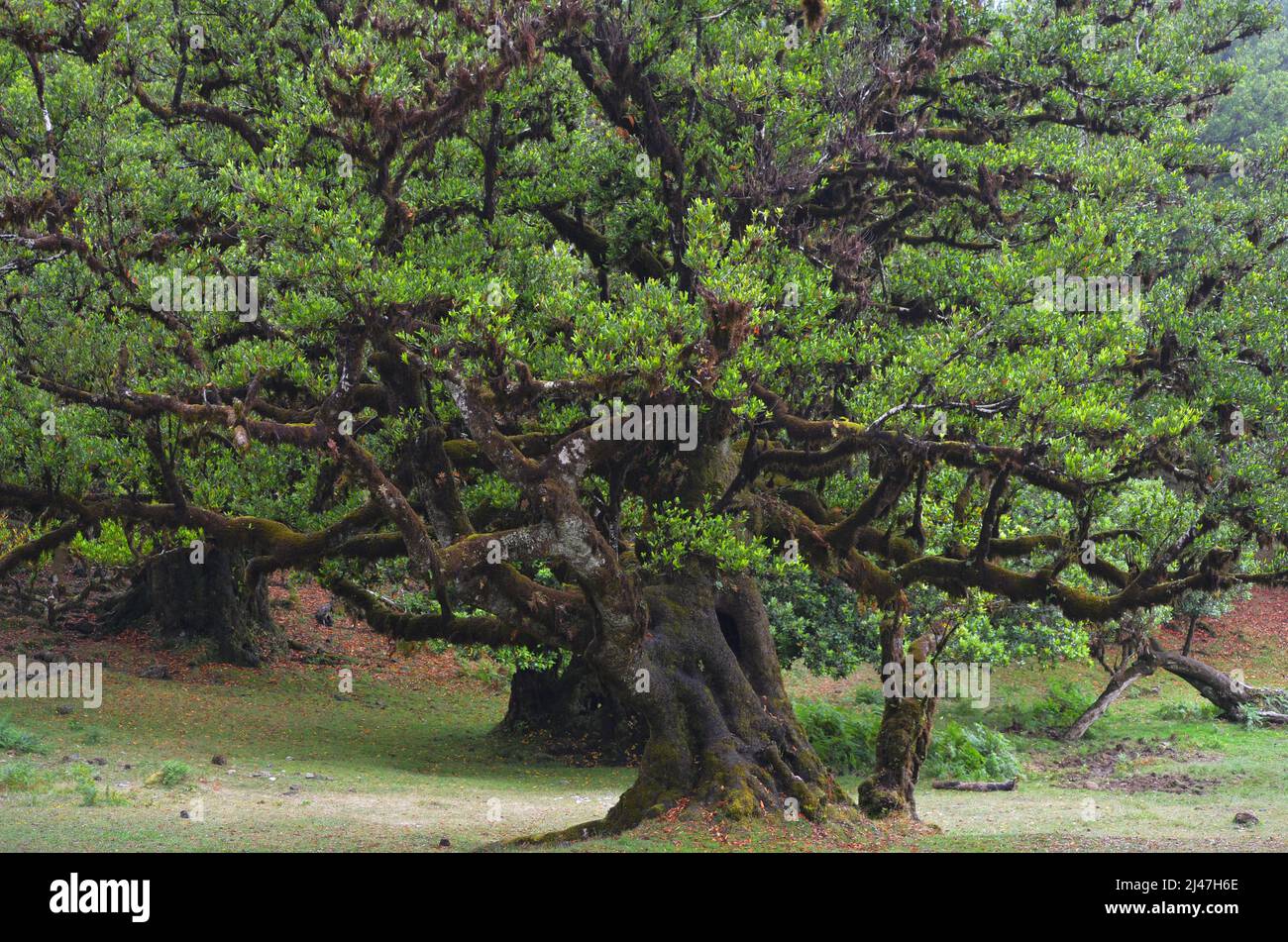 Stinkwood (til) trees in the misty Fanal, an area of ancient laurisilva ...