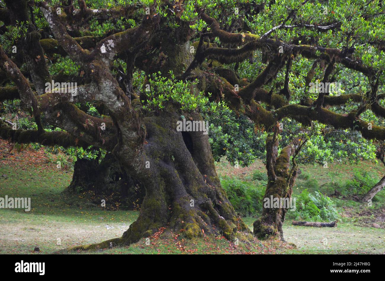 Stinkwood (til) trees in the misty Fanal, an area of ancient laurisilva ...
