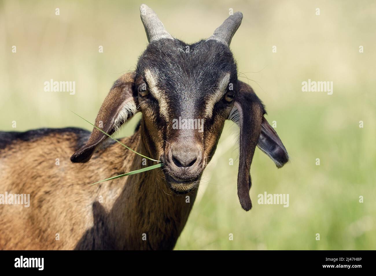 South african boer goatling portrait, with grass in her mouth, in ...
