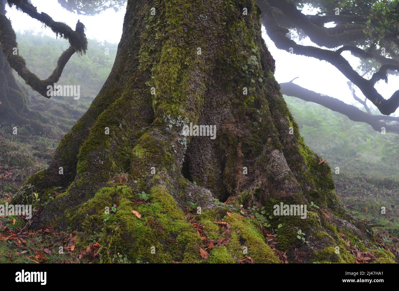 Stinkwood (til) trees in the misty Fanal, an area of ancient laurisilva ...