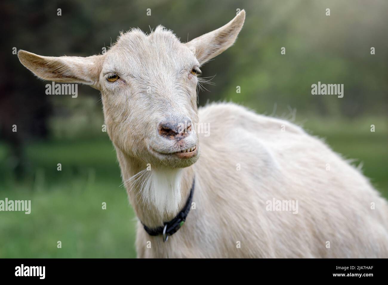 Close-up female goat. White goat in a field. Goat looking at the camera ...