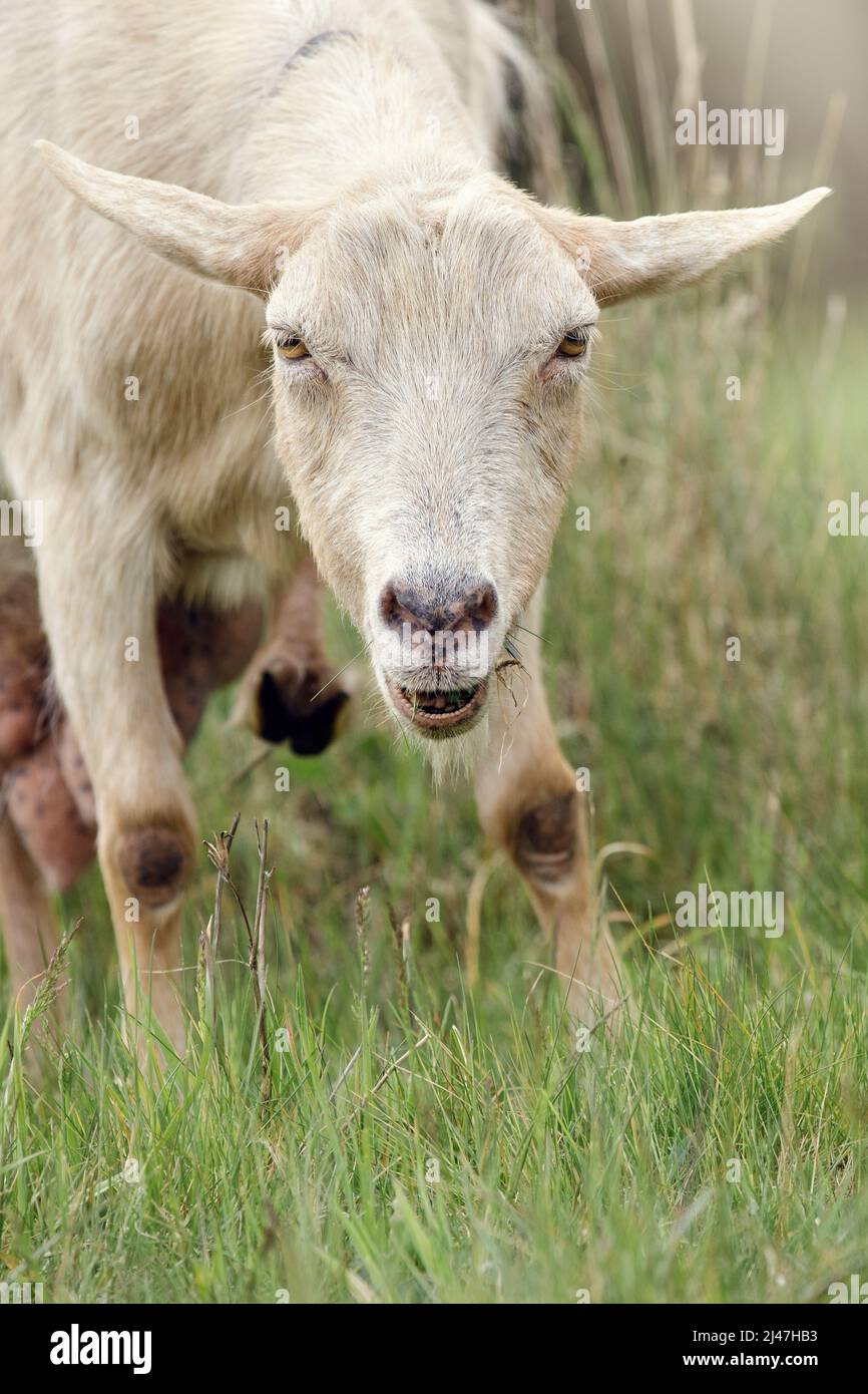 Beige goat grazes in the meadow and looks directly into the camera ...