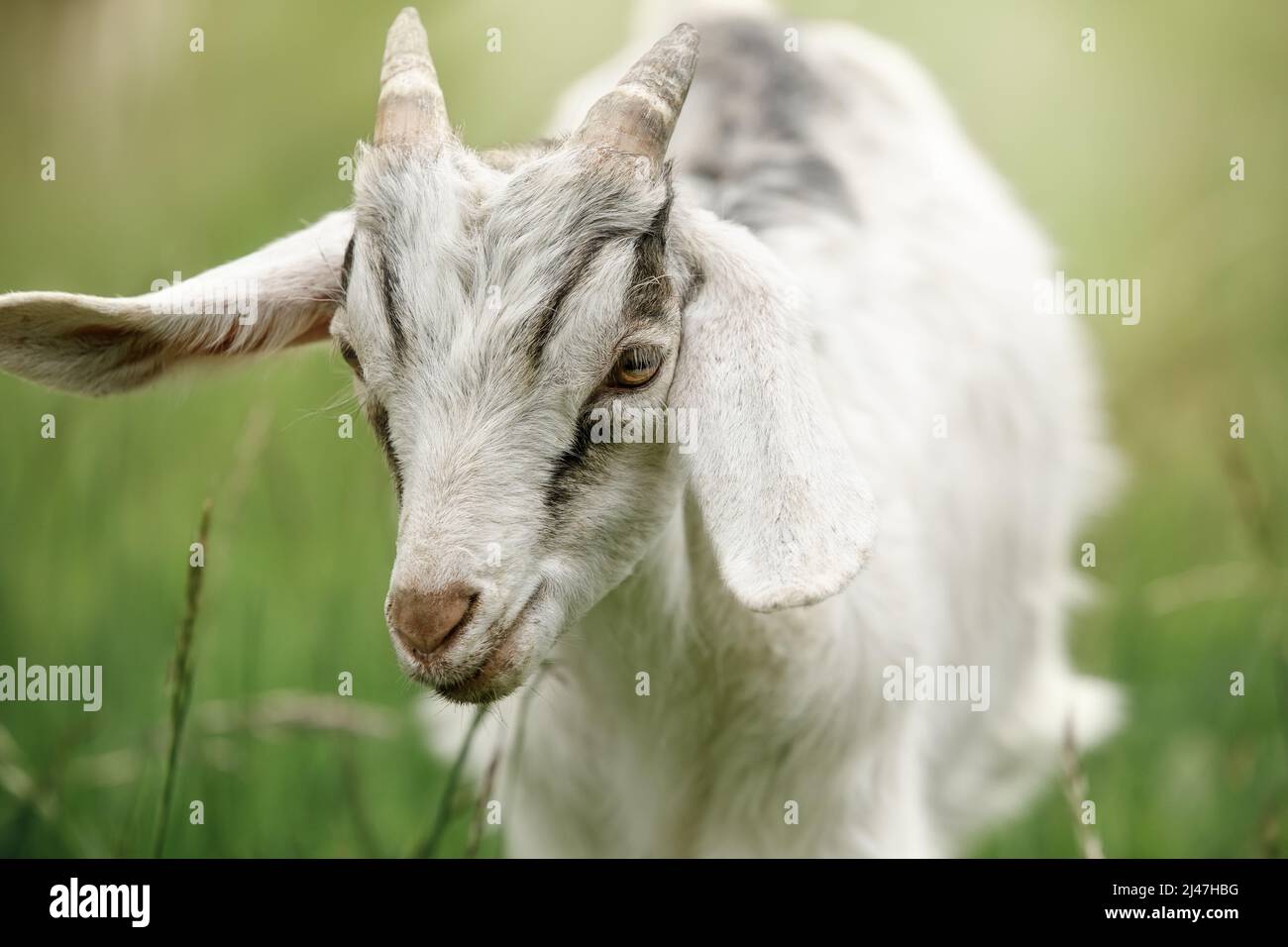 White small goatling in a green grass background, rural wildlife photo ...