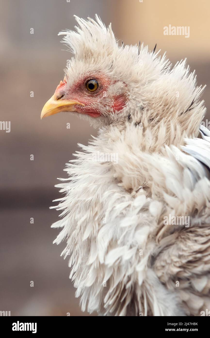 Profile portrait of nice tufted white hen in a light beige colour ...