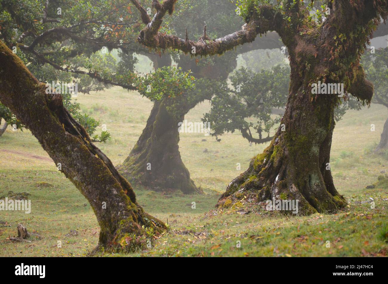 Stinkwood (til) trees in the misty Fanal, an area of ancient laurisilva ...