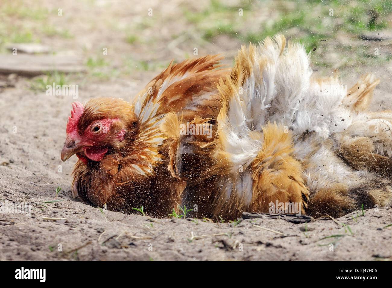 Chicken dust hi-res stock photography and images - Alamy