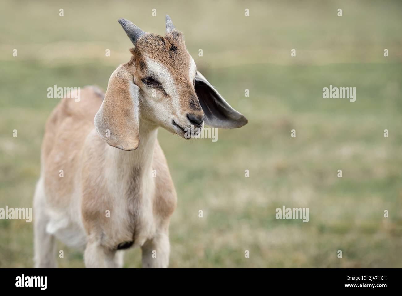 Charming goatling with small horns grazing in field Stock Photo - Alamy