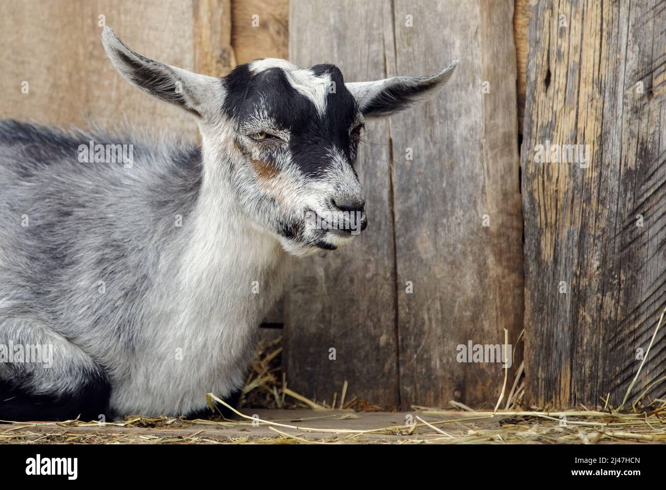 Gray goatee hi-res stock photography and images - Alamy