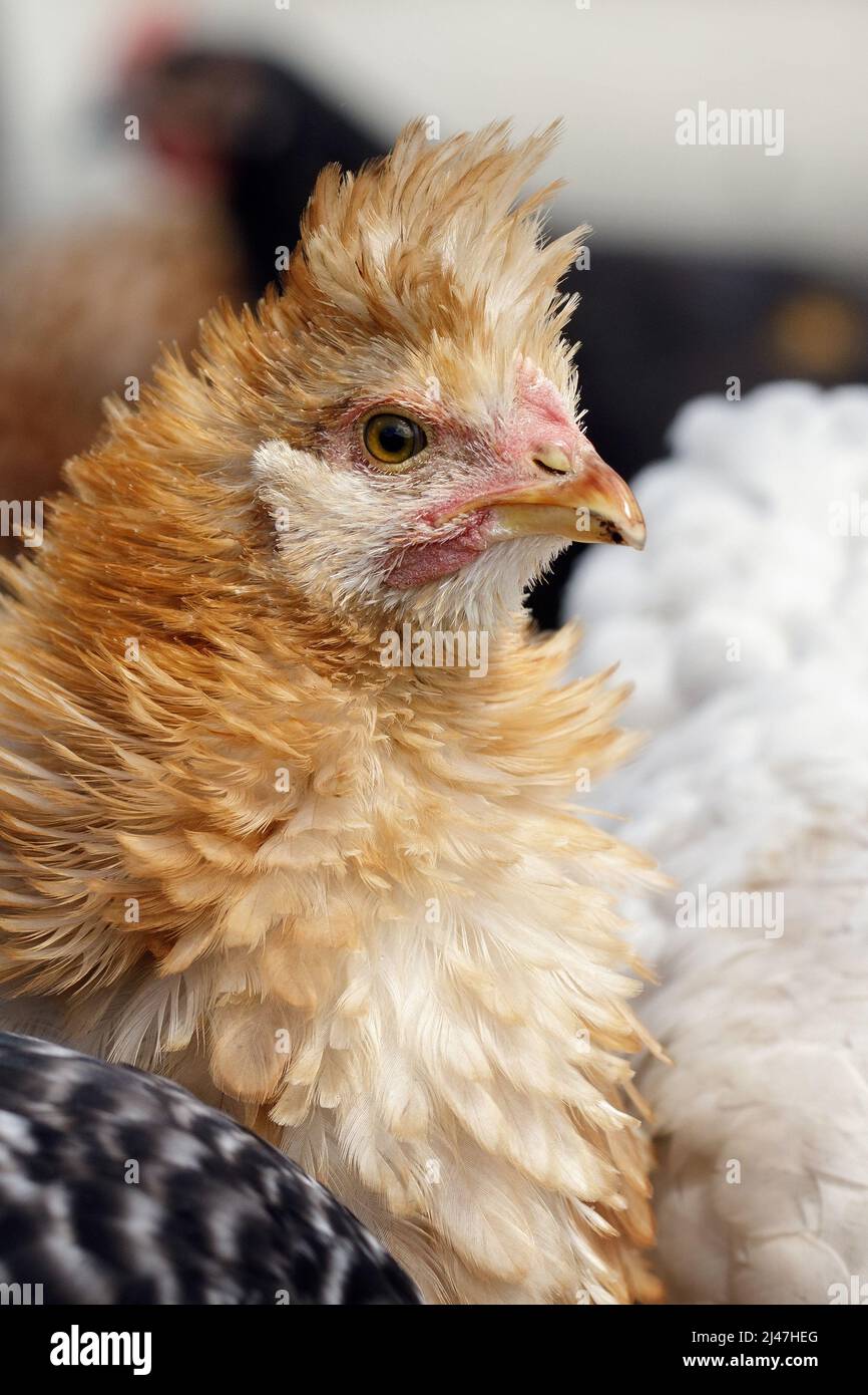 Free range, hazel chicken portrait in a farm at summer time. Concept ...