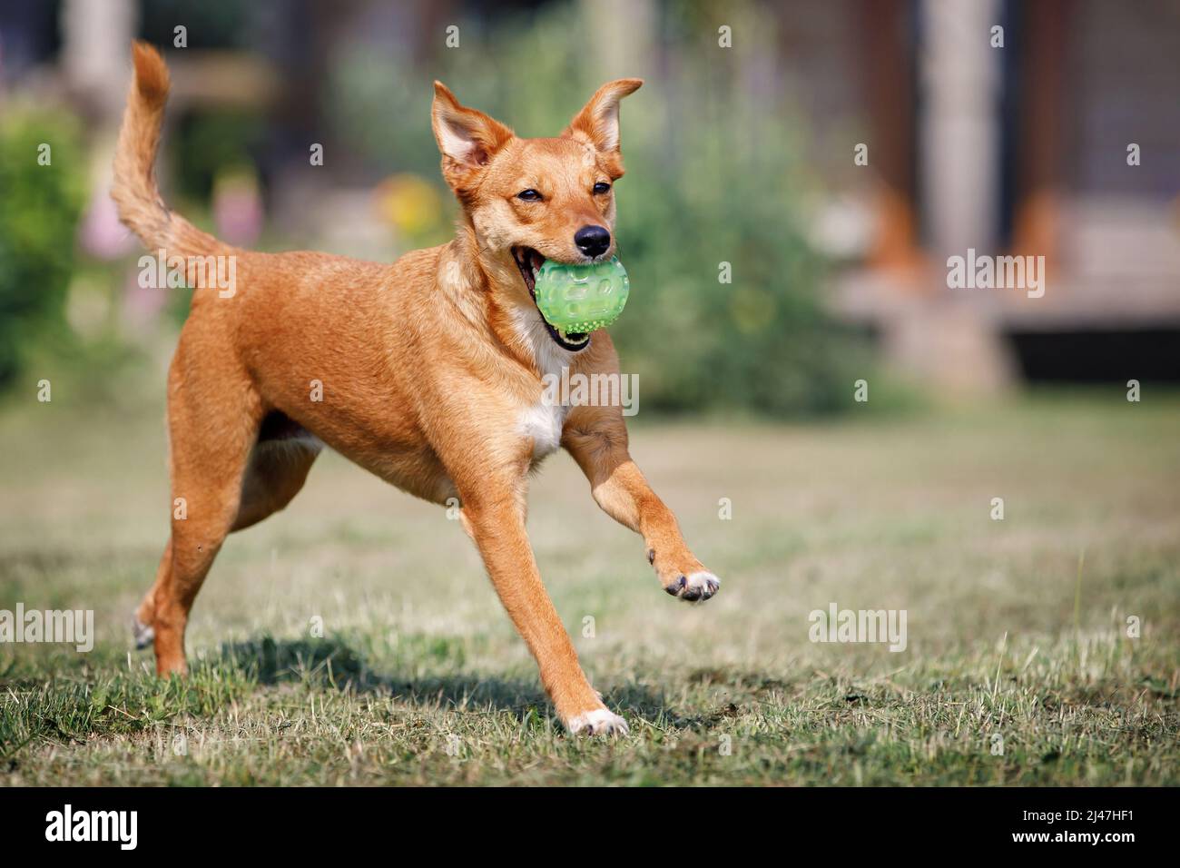 Lovely ginger dog with a floppy ears and a ball in mouth is running ...
