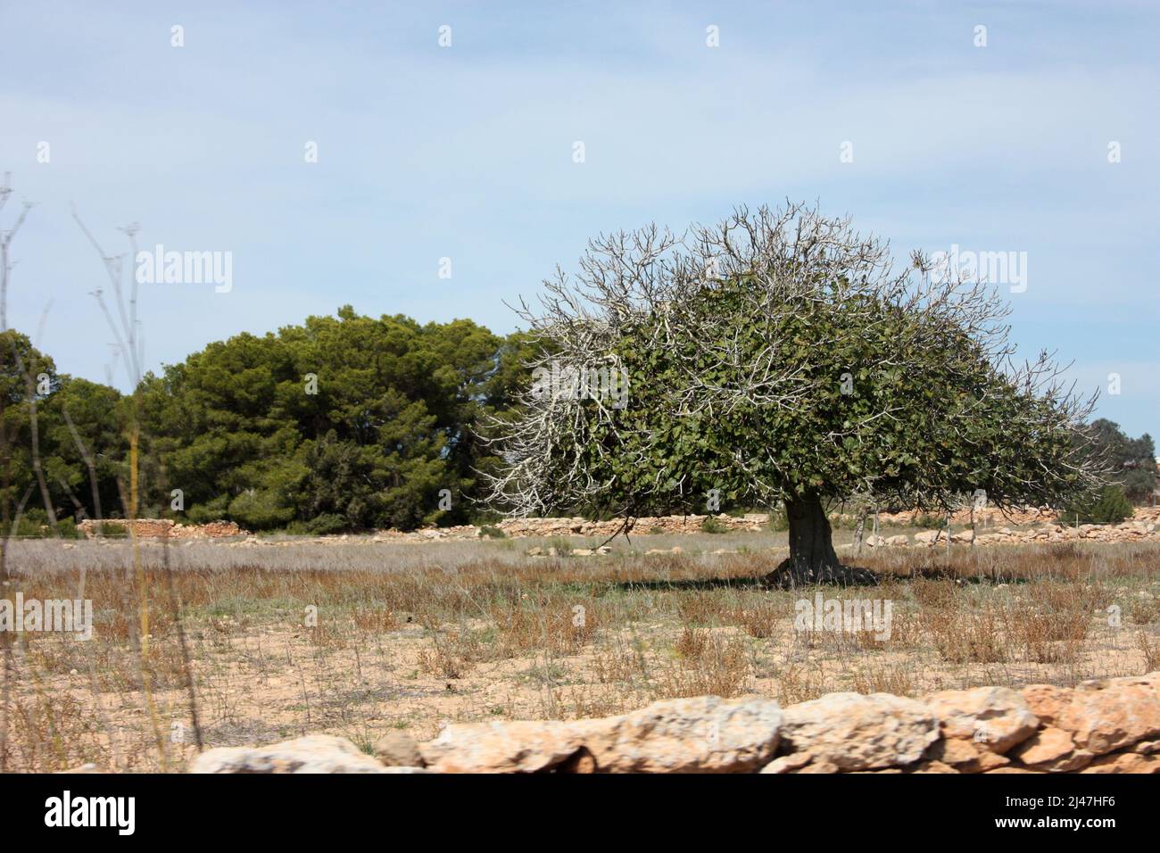 arid dry panorama of a meadow field in formentera with fig trees in ...