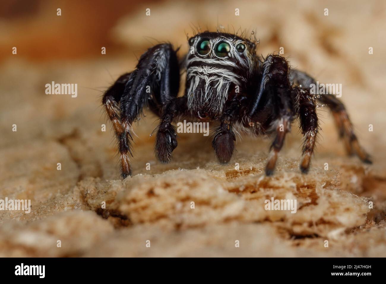 Amazing jumping spider action on a birch peel. Beautiful nature scene ...
