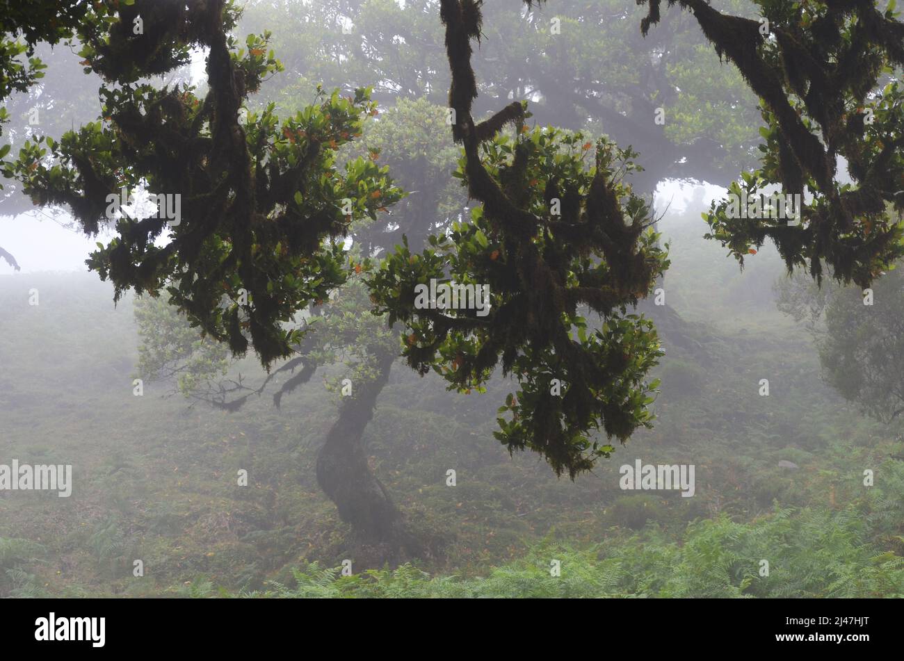 Stinkwood (til) trees in the misty Fanal, an area of ancient laurisilva ...
