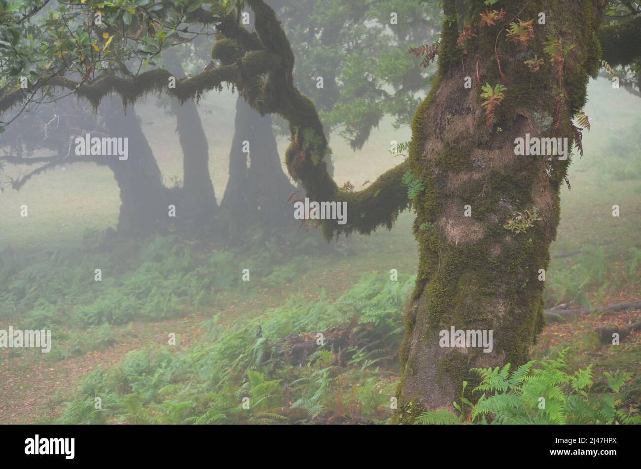 Stinkwood (til) trees in the misty Fanal, an area of ancient laurisilva ...