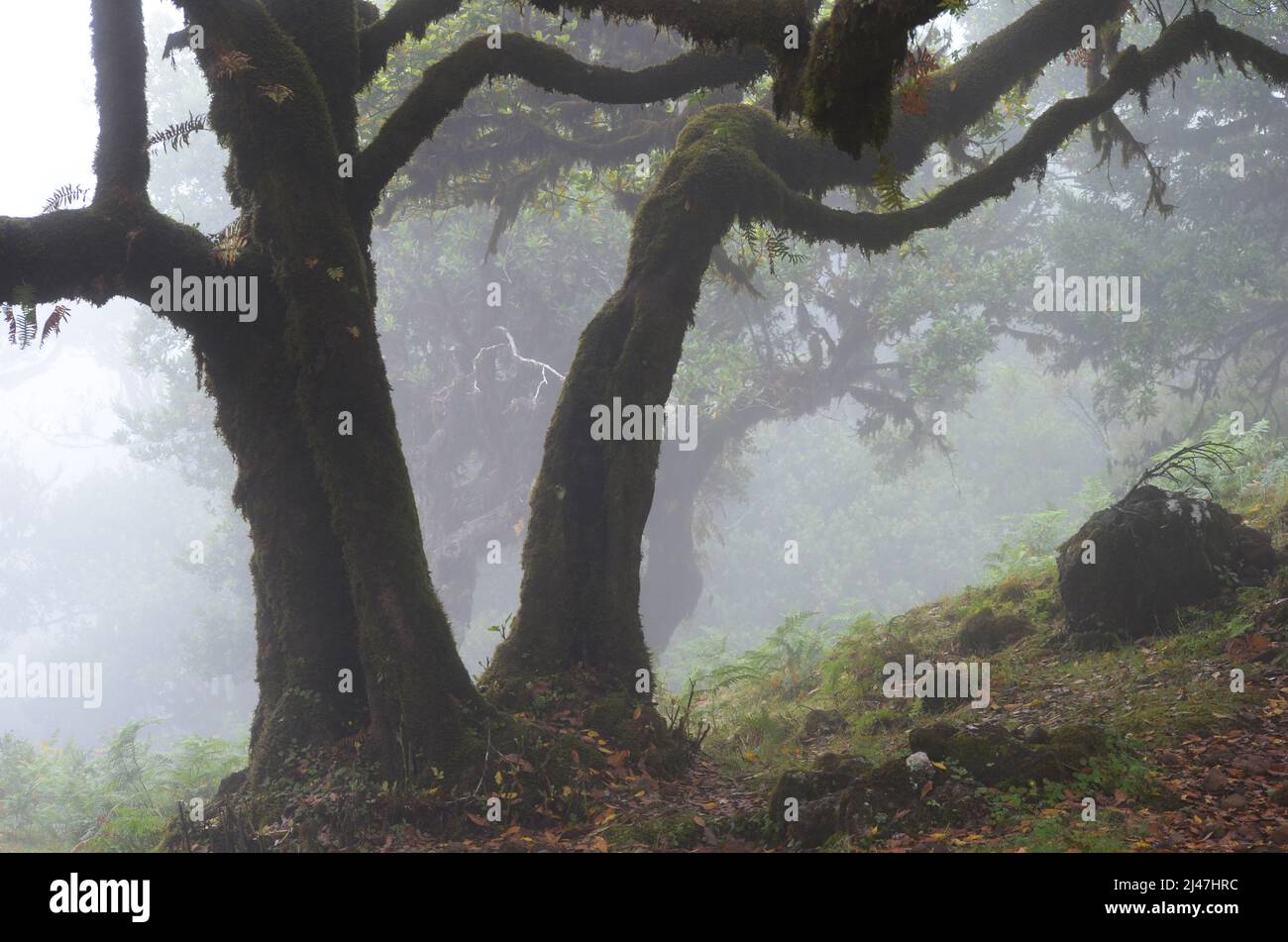 Ocofea foefens hi-res stock photography and images - Alamy