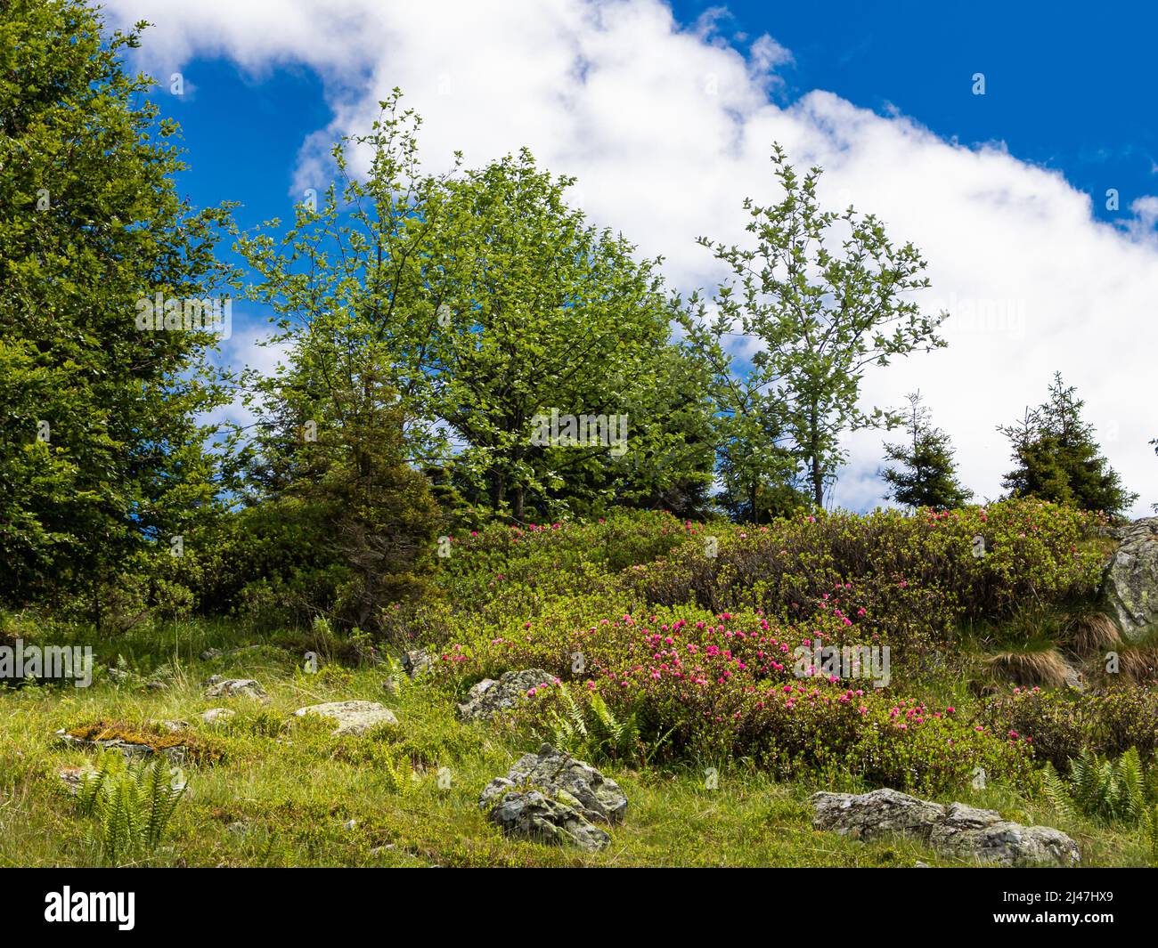 Alpine meadow with blooming wildflowers and green trees under blue sky ...