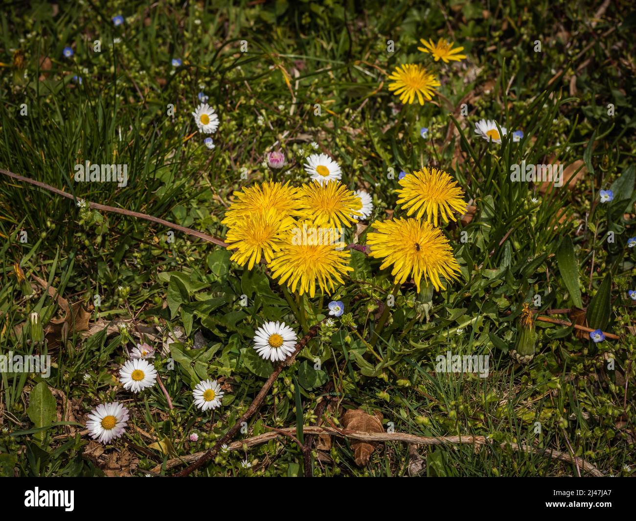 Dandelion macro photo hi-res stock photography and images - Alamy