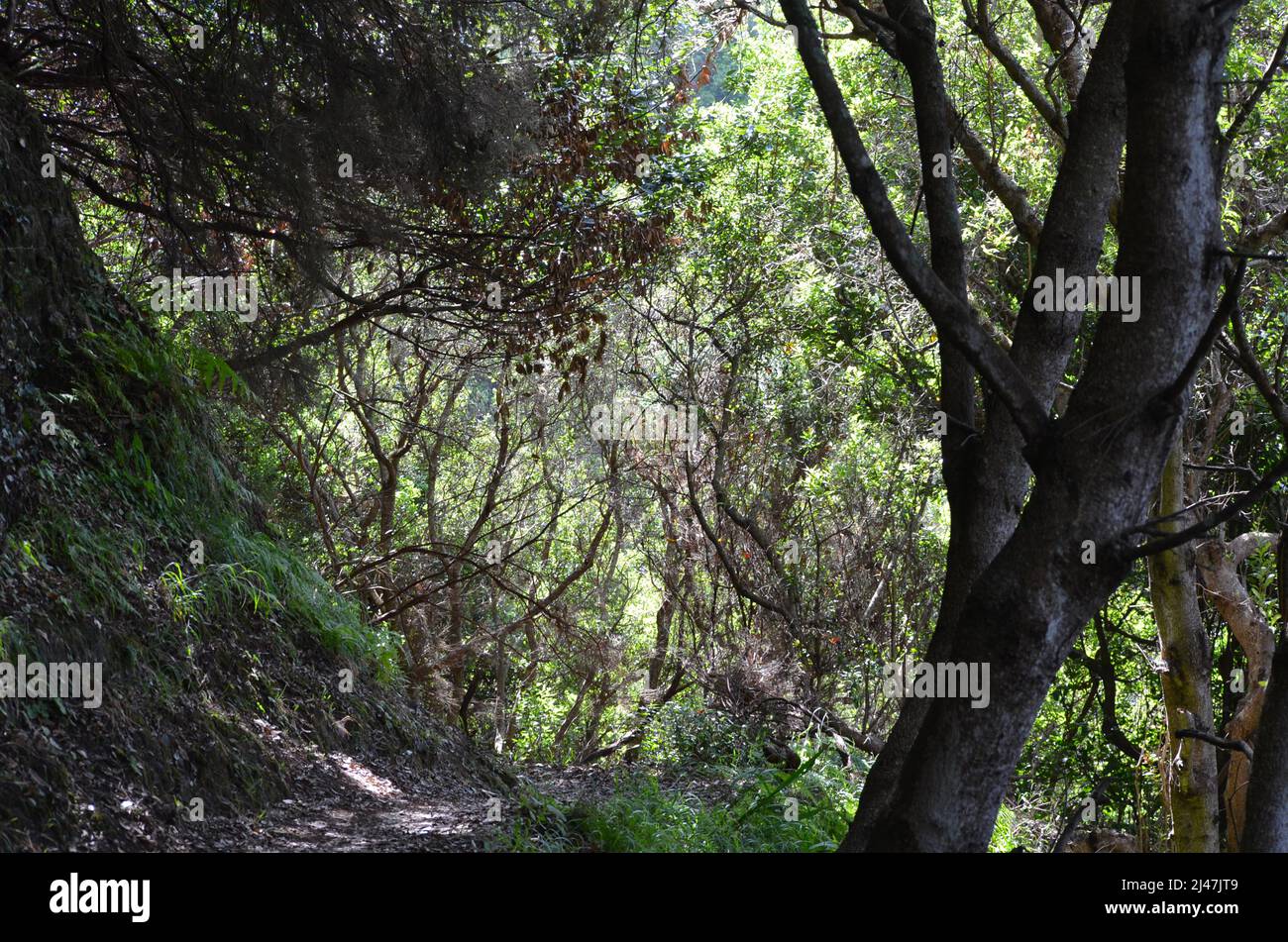 Last remnant patches of coastal Laurisilva forest along the Vereda da ...