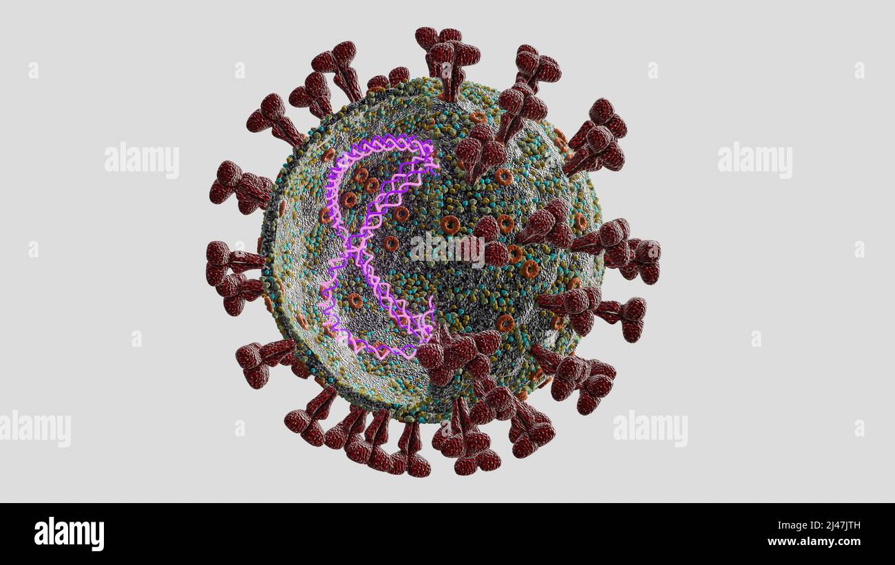 Omicron SARS-CoV-2 virus. Cross section with RNA and N-protein visible ...