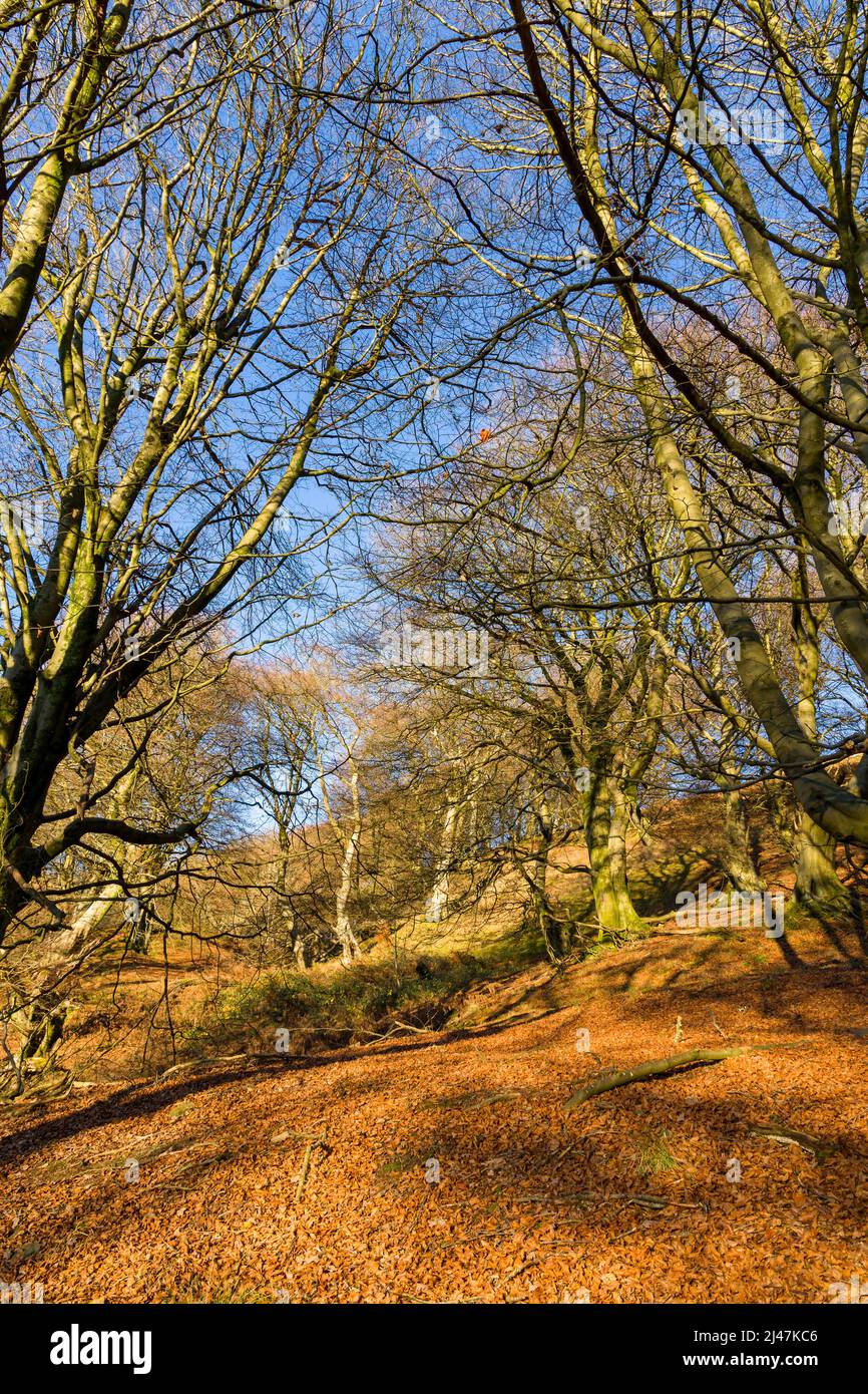 Autumn (fall) colors on the trees and leaves on a sunny day (Silent ...