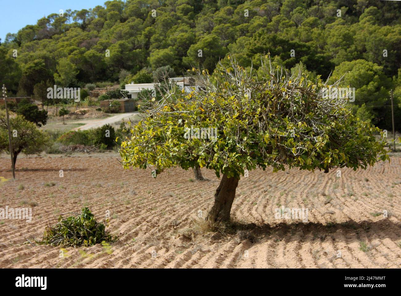 Fig tree ibiza hi-res stock photography and images - Alamy