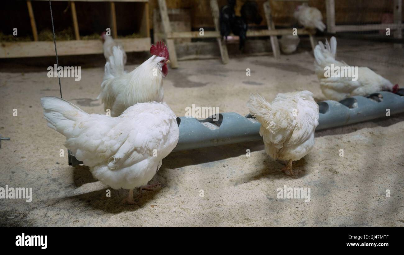 Chicken coop with different chickens on a big farm. Chickens of ...