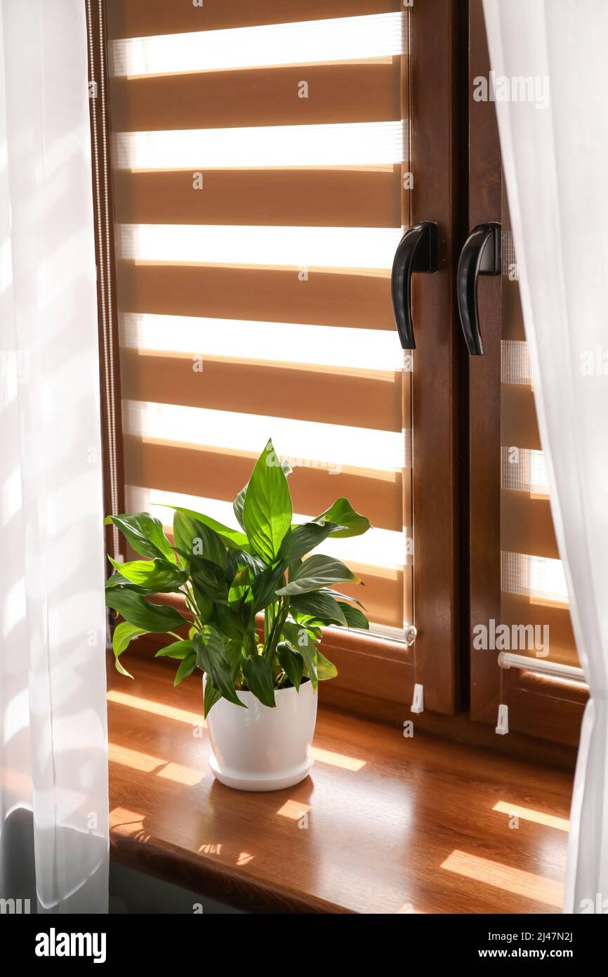 Green houseplant in pot on window sill Stock Photo - Alamy