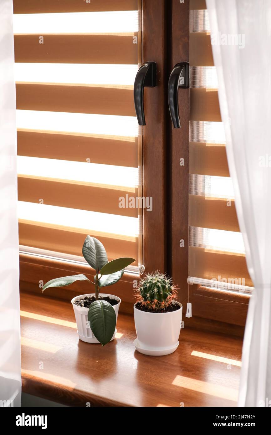 Green ficus and cactus in pots on window sill Stock Photo - Alamy