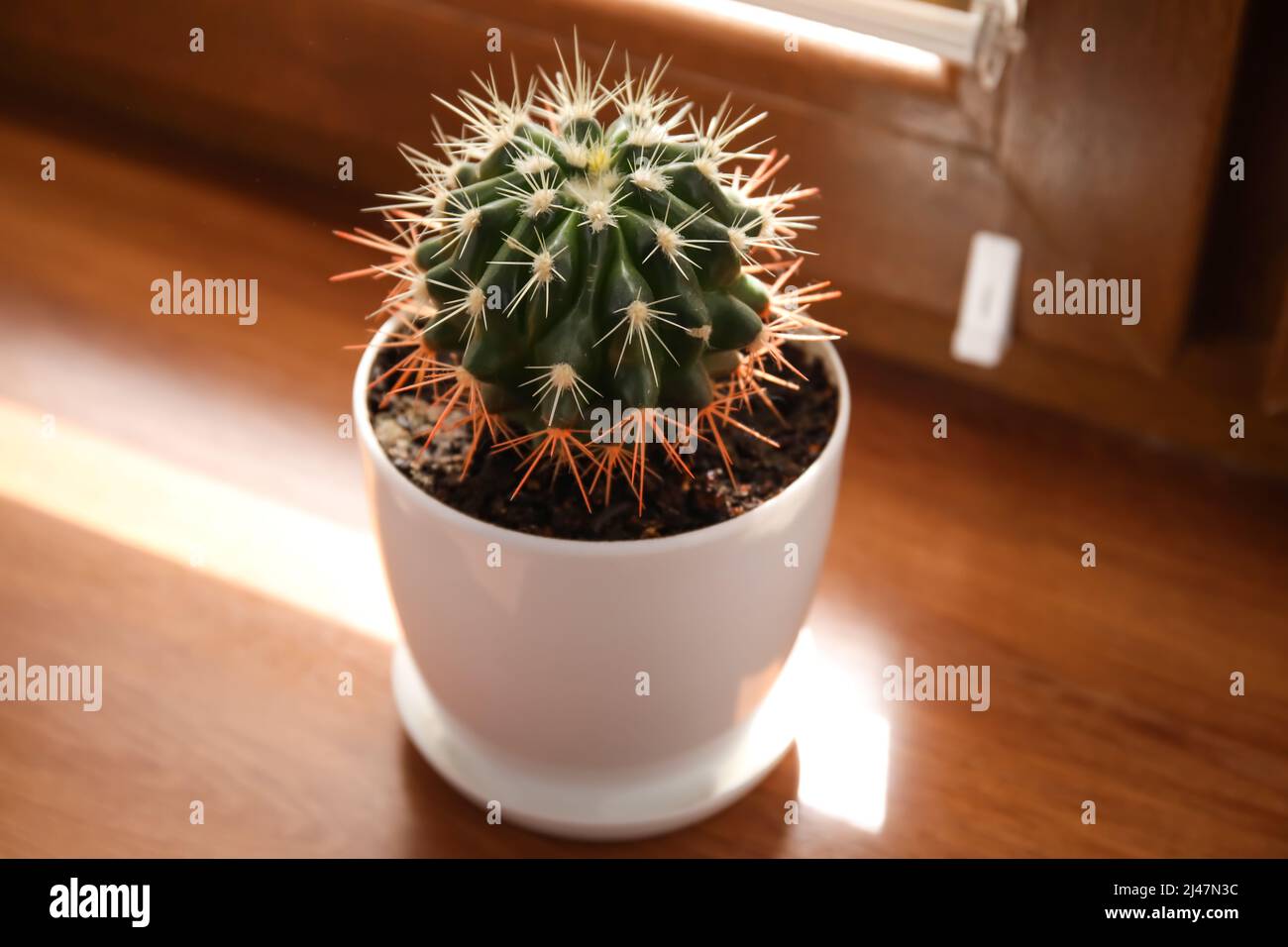 Pot with small cactus on wooden window sill Stock Photo - Alamy