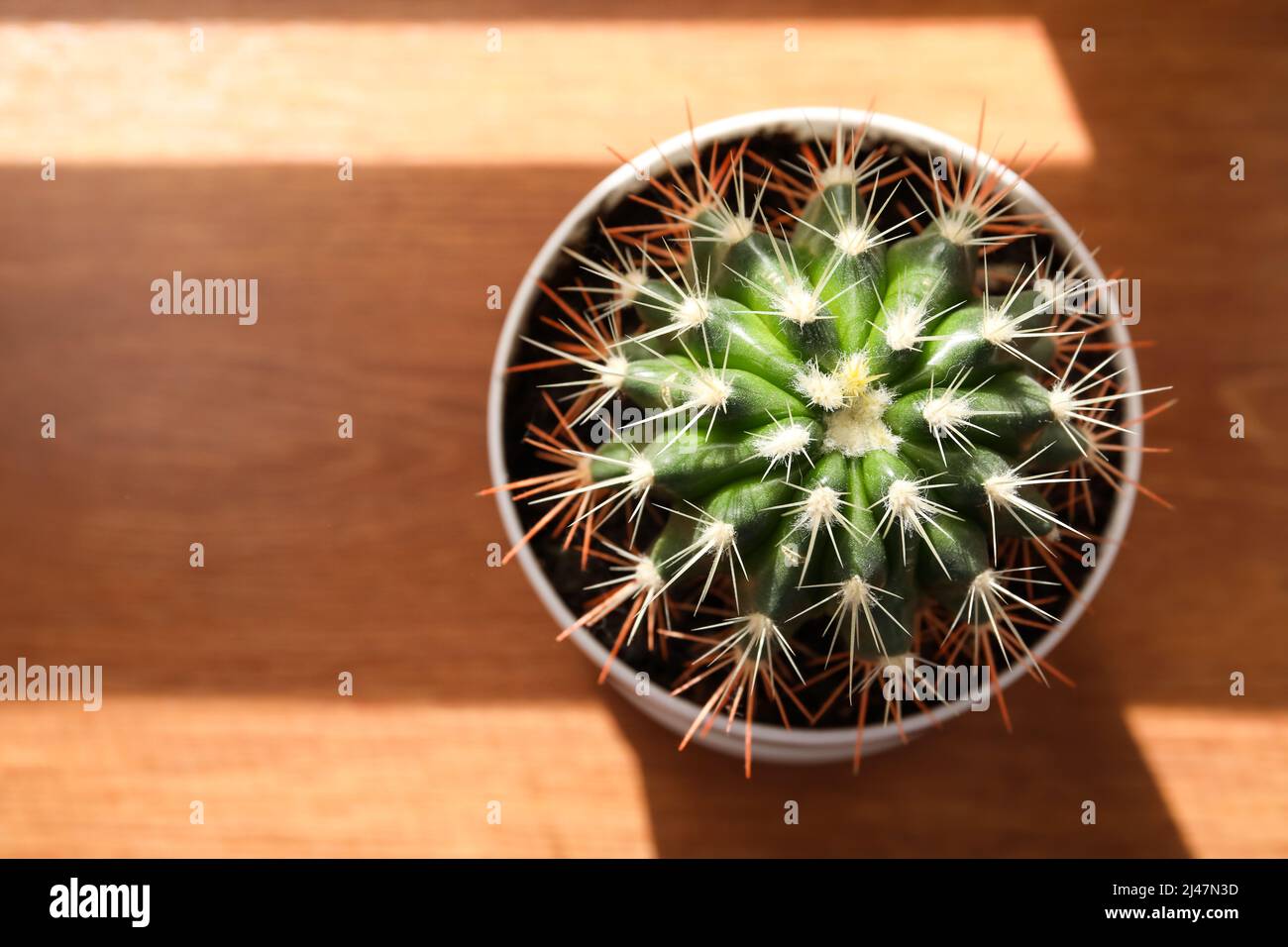 Pot with small cactus on wooden window sill, top view Stock Photo - Alamy